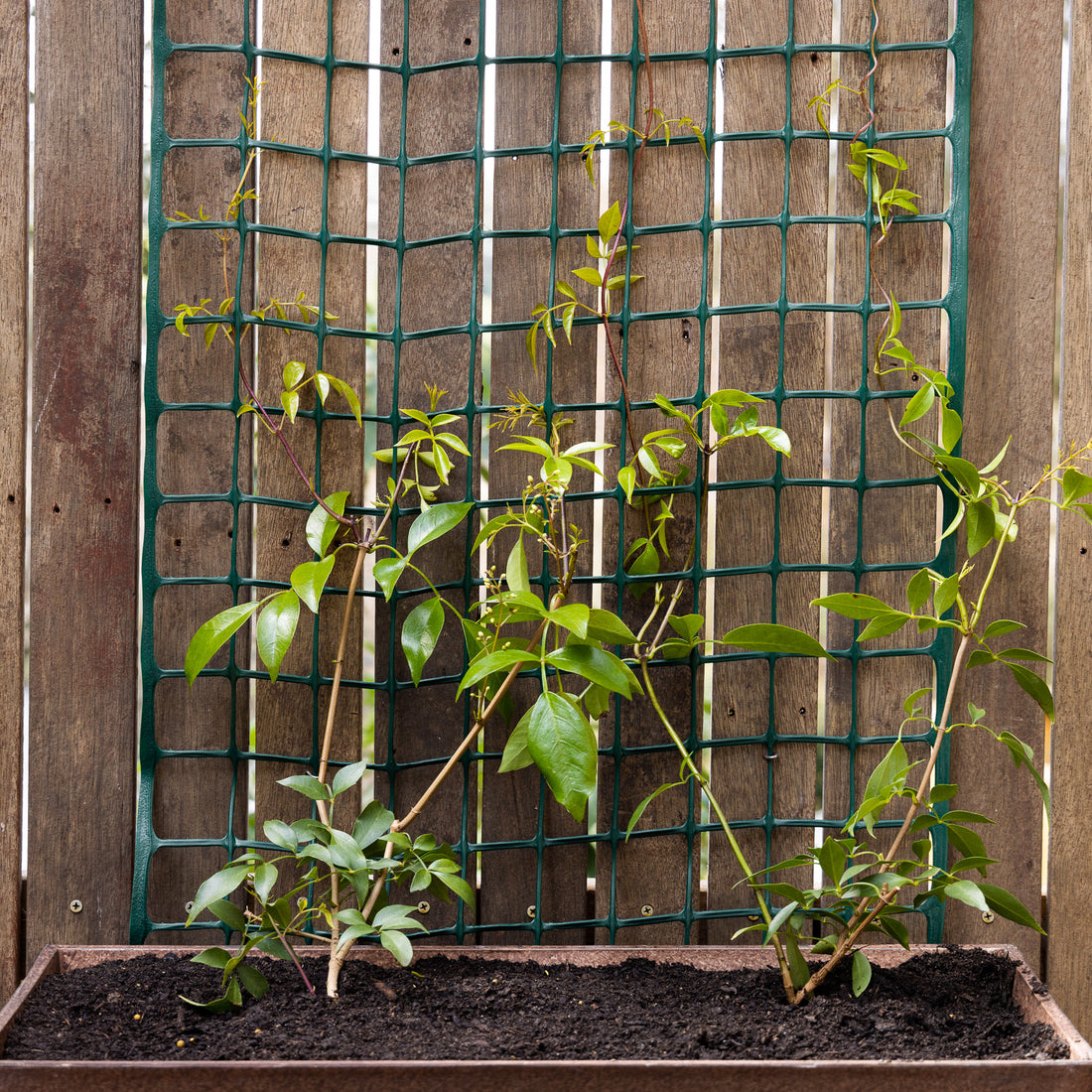 Products – Backyard Farmer